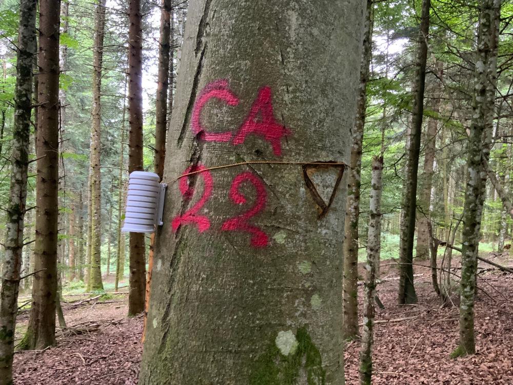 Tree cavity habitats - Trametes